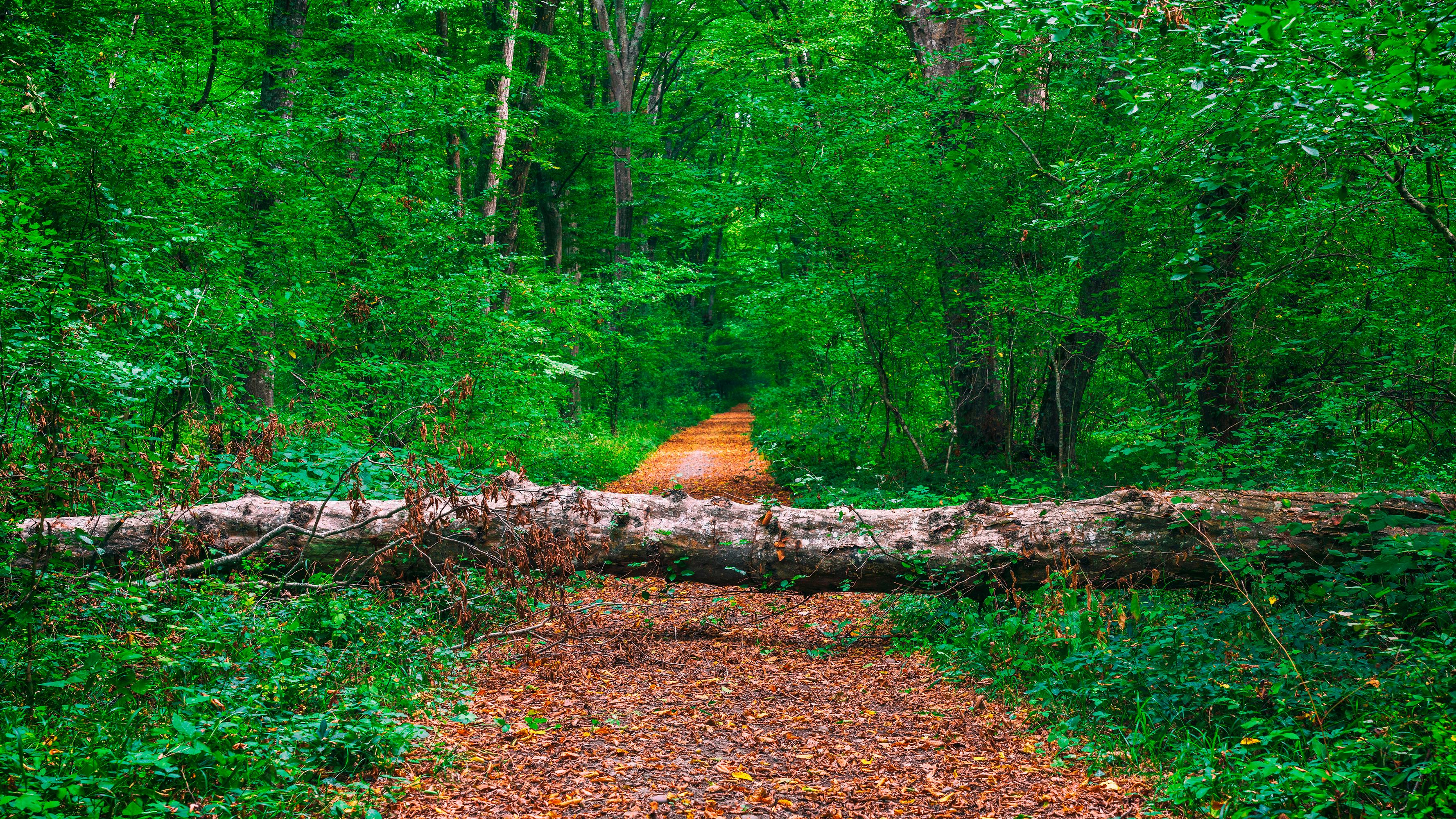 Cambium Carbon: Transforming Wood Waste for a Sustainable Future ...