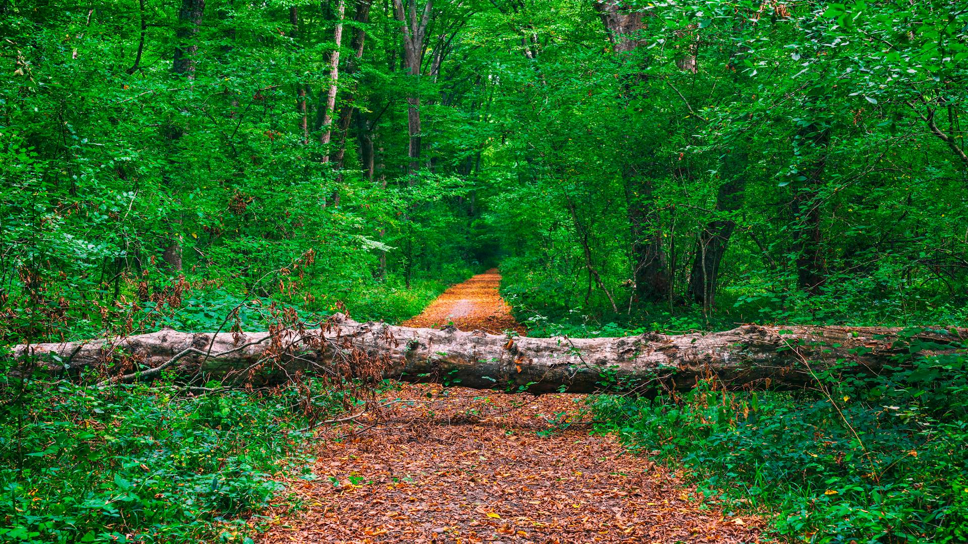 Cambium Carbon: Transforming Wood Waste for a Sustainable Future ...